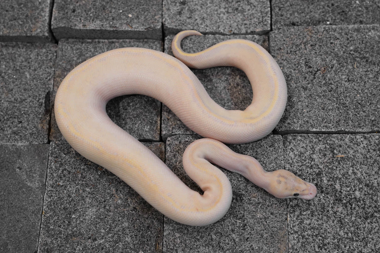 Ivory Desert Ghost Poss Cryptic – REALITY BALL PYTHON