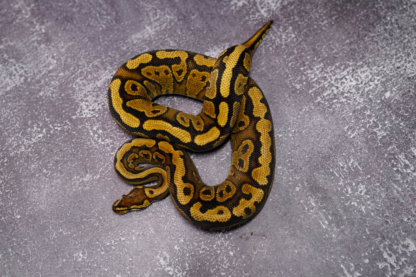 Red Stripe YB 100% Het Hypo – REALITY BALL PYTHON