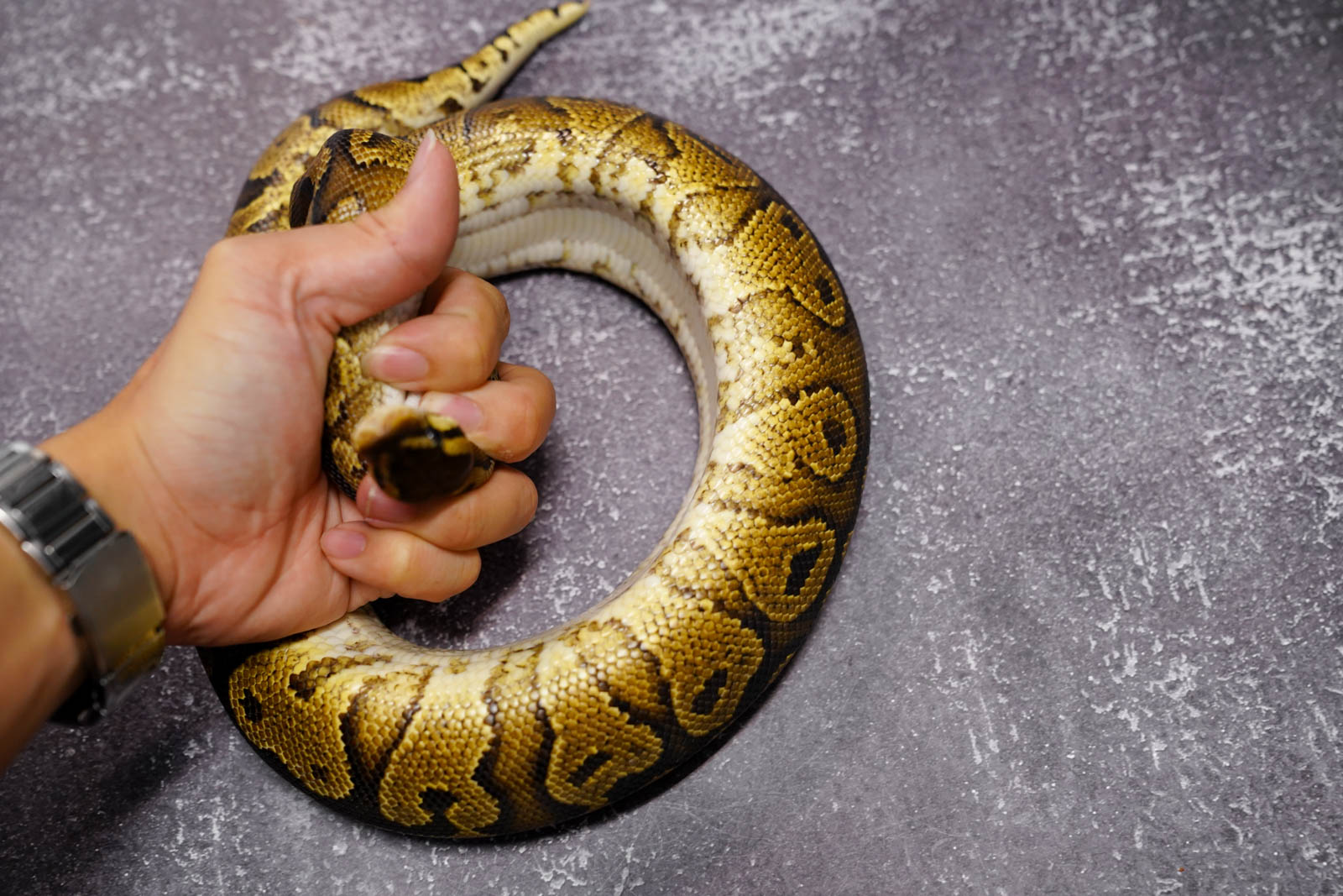 Red Stripe YB 100% Het Hypo – REALITY BALL PYTHON