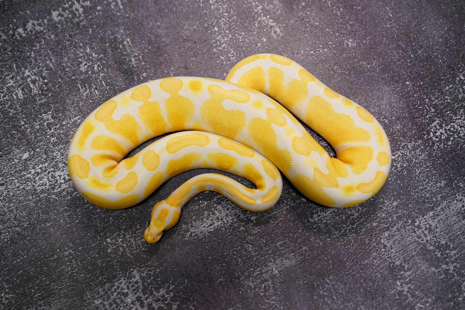 Lavender Clown – REALITY BALL PYTHON