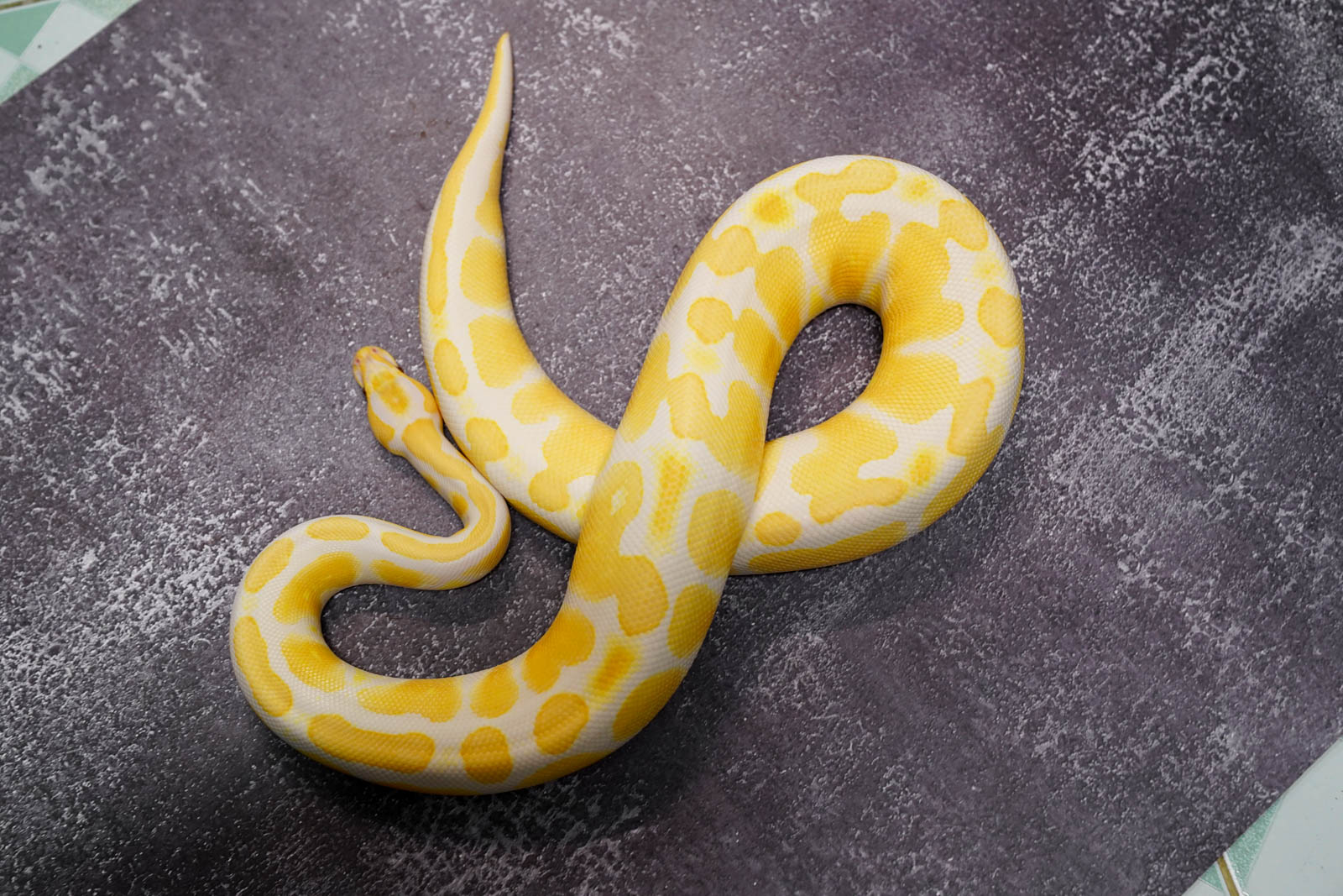 Lavender Clown – REALITY BALL PYTHON
