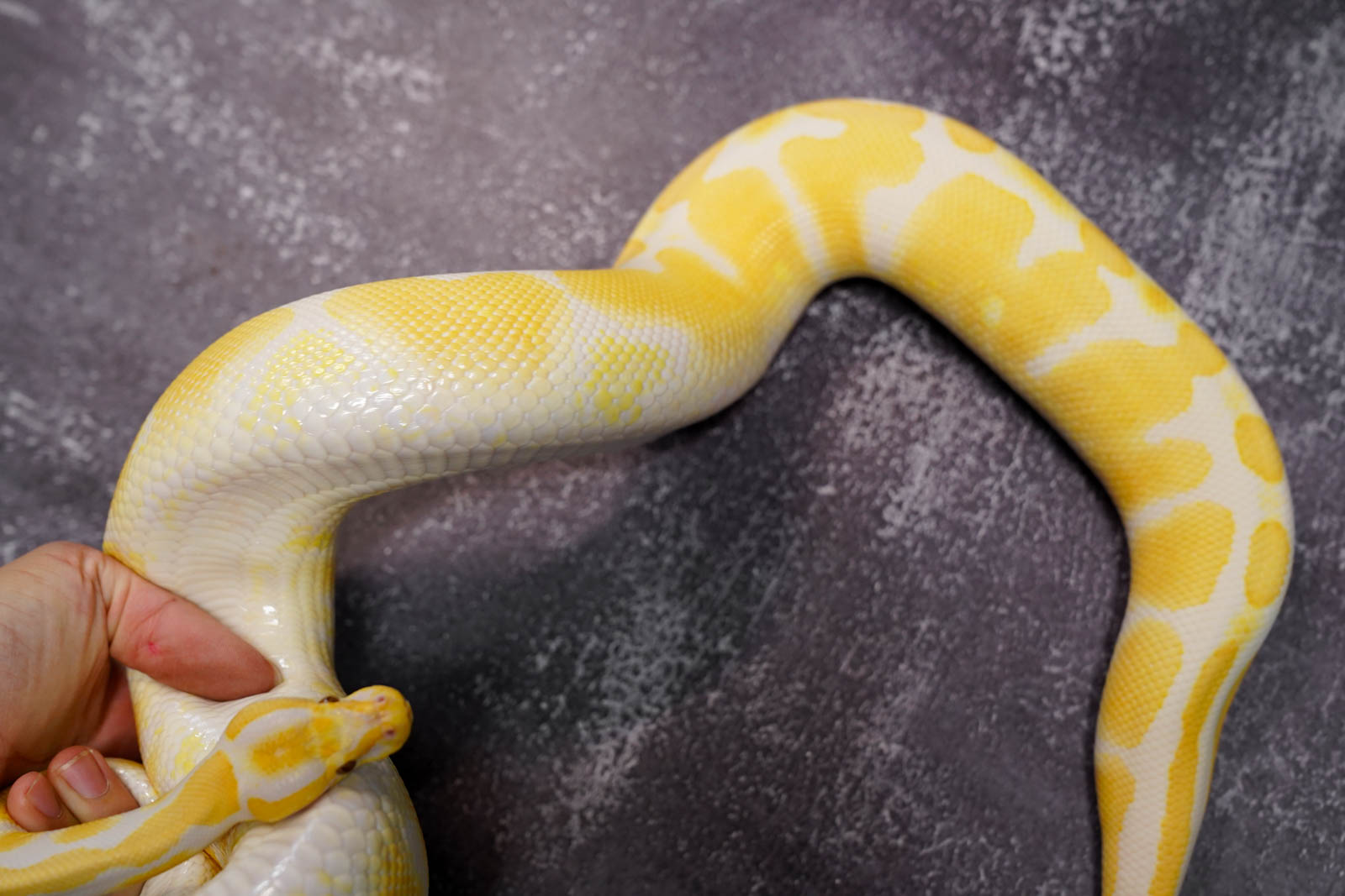 Lavender Clown – REALITY BALL PYTHON