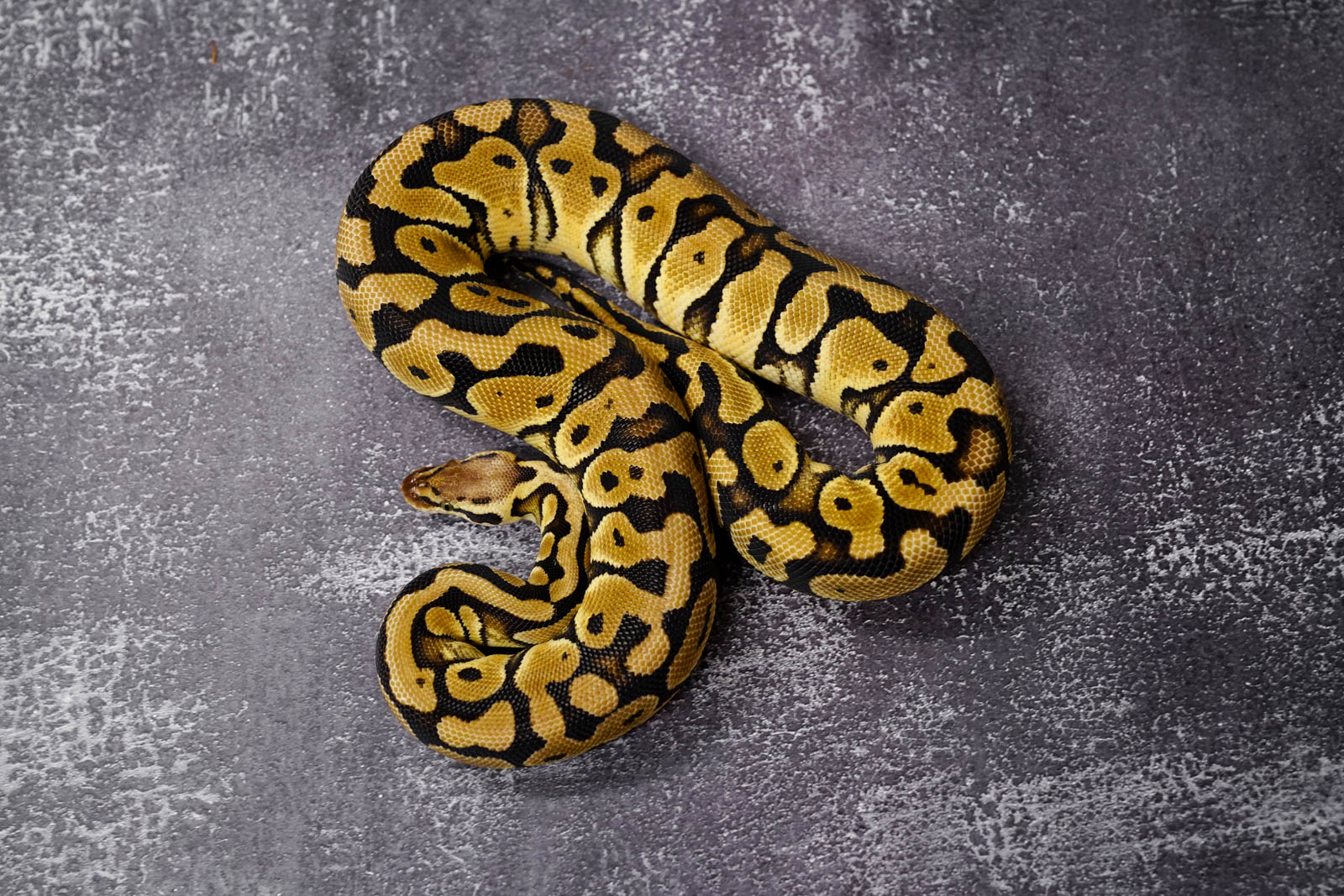 Pastel Russo 100% DH Hypo Clown – REALITY BALL PYTHON