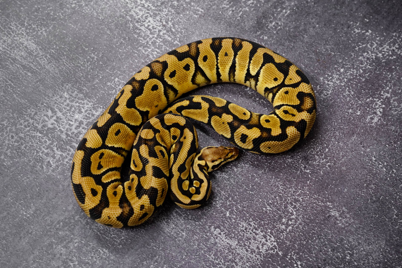 Pastel Russo 100% DH Hypo Clown – REALITY BALL PYTHON