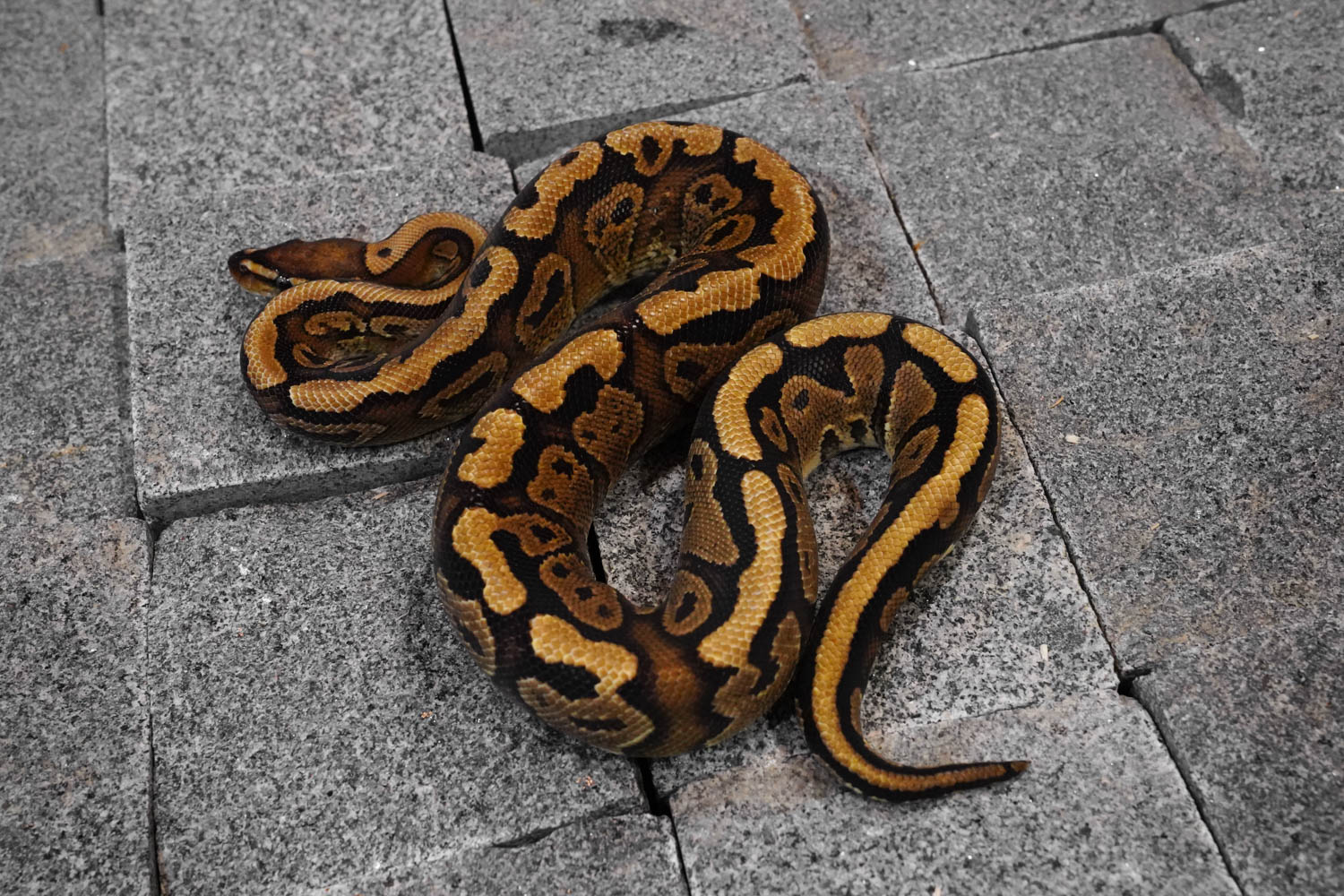 Red Stripe YB 100% Het Hypo – REALITY BALL PYTHON