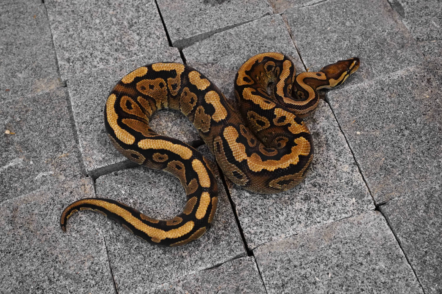 Red Stripe YB 100% Het Hypo – REALITY BALL PYTHON