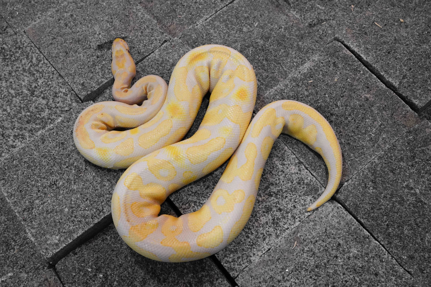 Lavender 100% Het Pied – REALITY BALL PYTHON