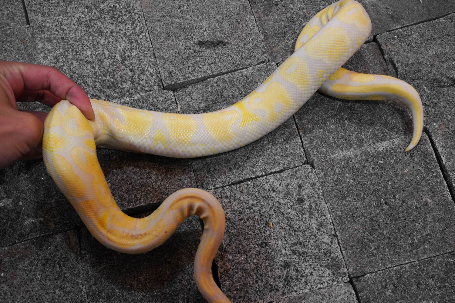 Lavender 100% Het Pied – REALITY BALL PYTHON