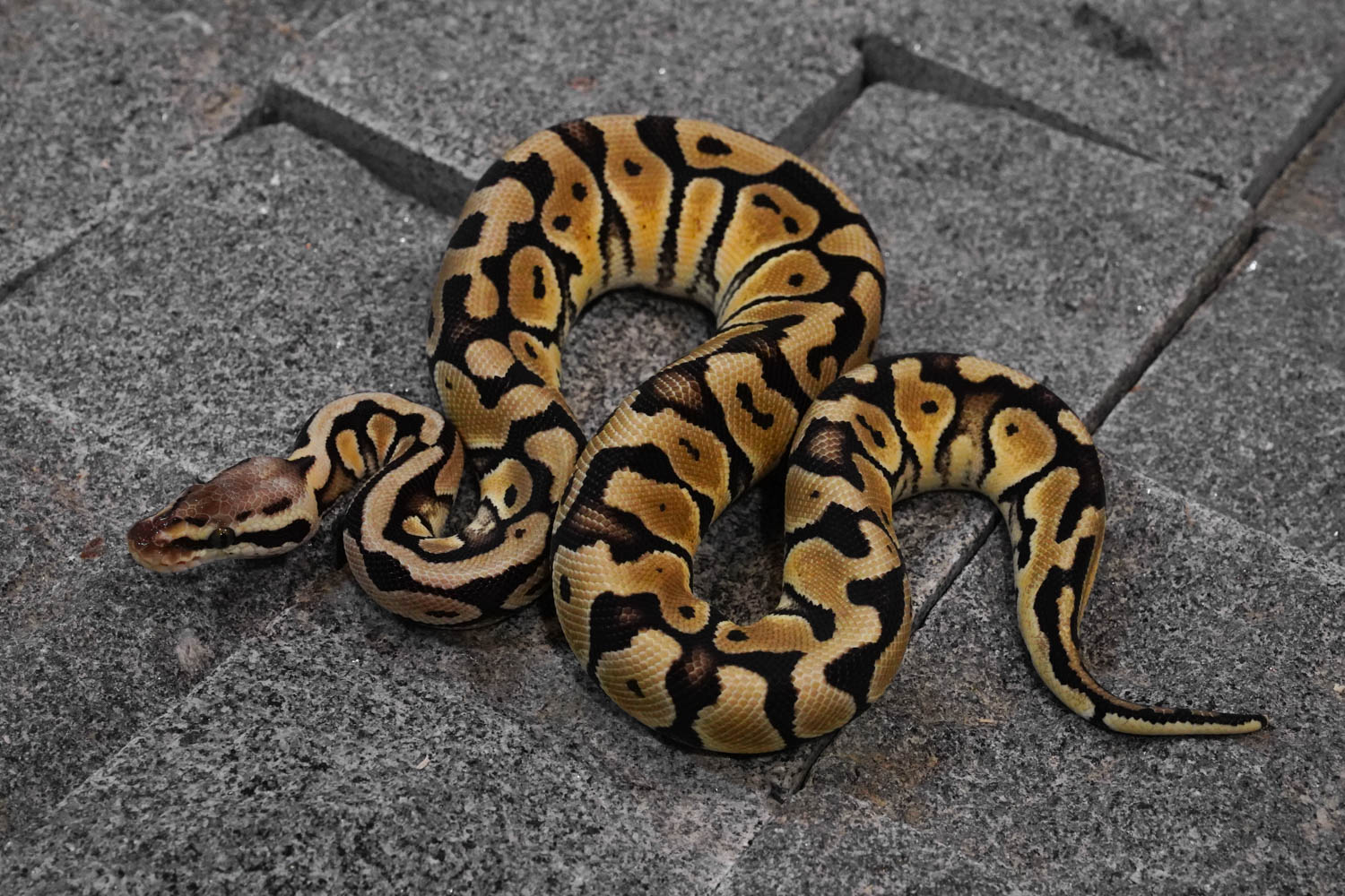 Pastel Russo 100% DH Hypo Clown – REALITY BALL PYTHON