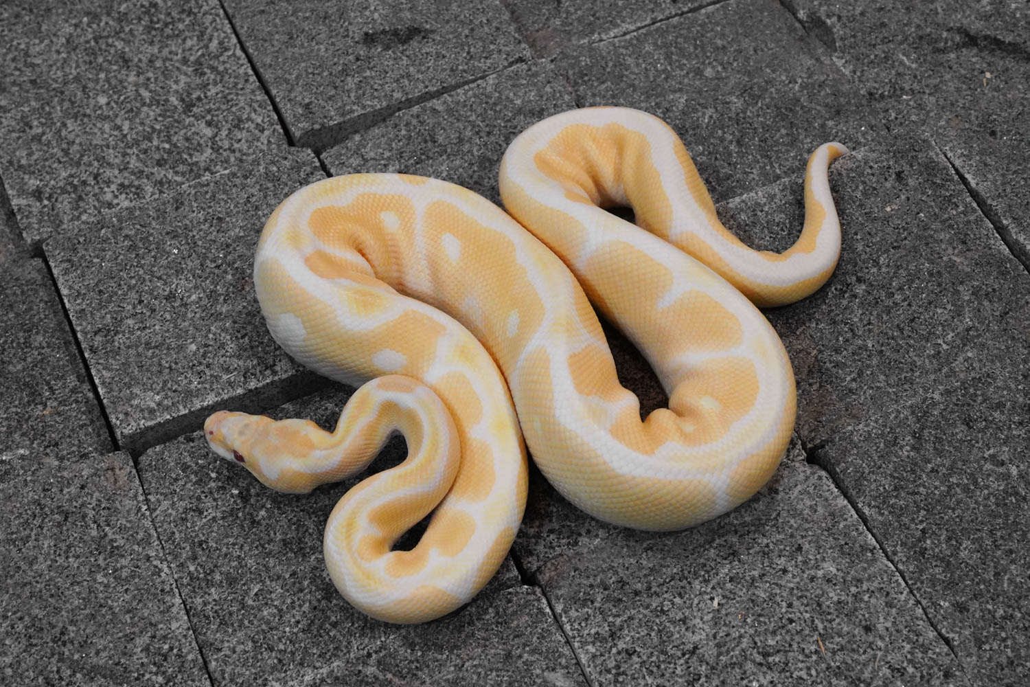 Lavender Clown – REALITY BALL PYTHON