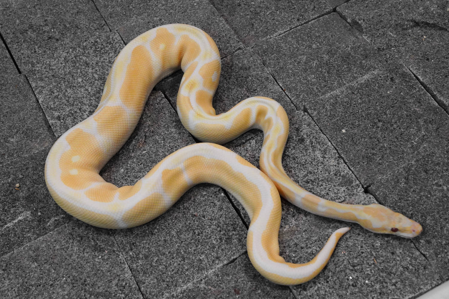 Lavender Clown – REALITY BALL PYTHON