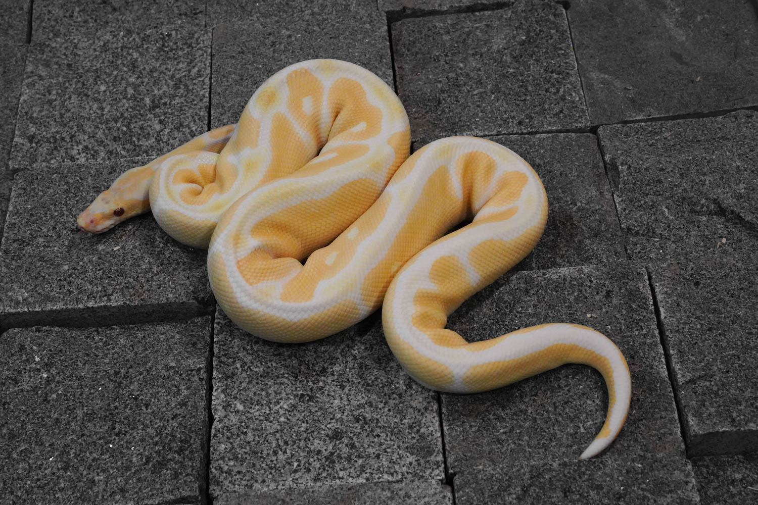 Lavender Clown – REALITY BALL PYTHON