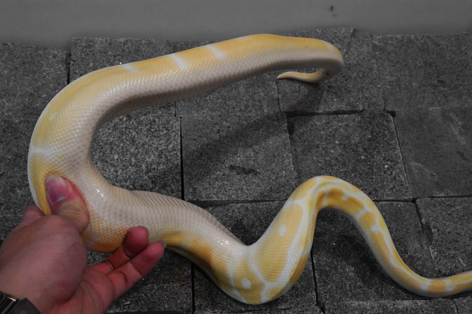 Lavender Clown – REALITY BALL PYTHON