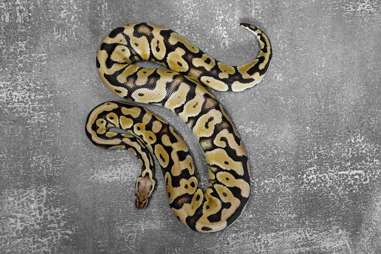 Pastel Russo 100% DH Hypo Clown – REALITY BALL PYTHON