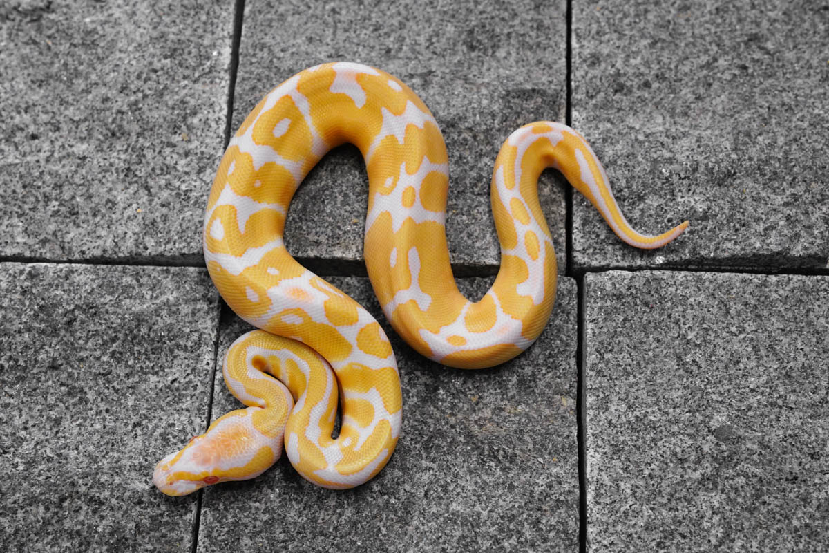 Candy 100% Het Pied – REALITY BALL PYTHON
