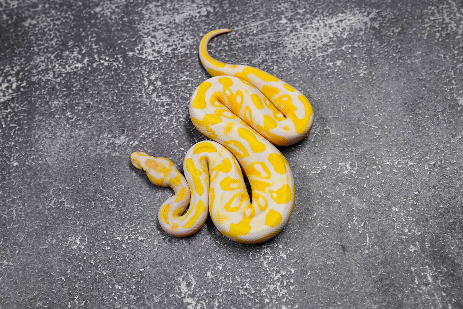 Lavender 100% Het Pied – REALITY BALL PYTHON