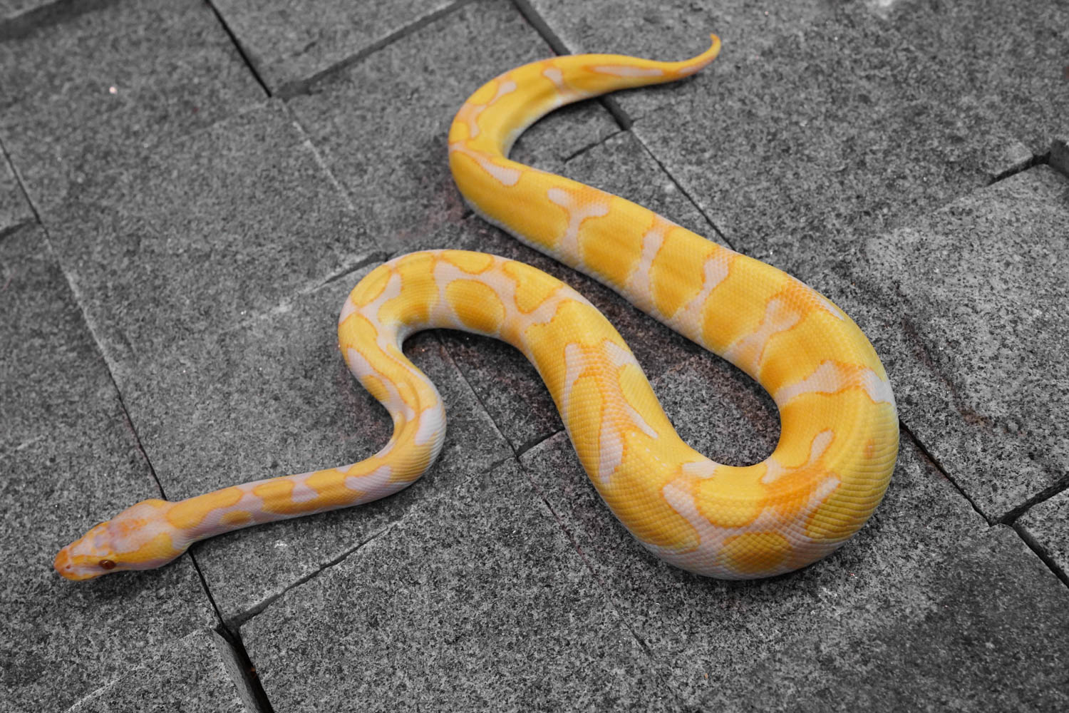 OD Enchi Lavender Albino – REALITY BALL PYTHON