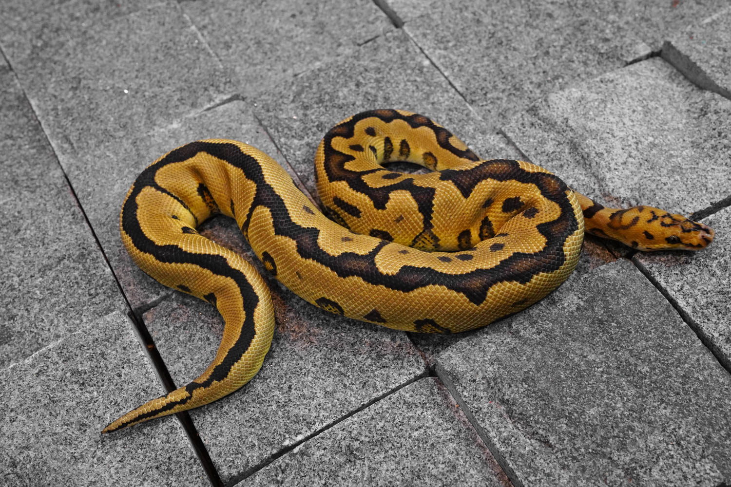 Spotnose Clown – REALITY BALL PYTHON