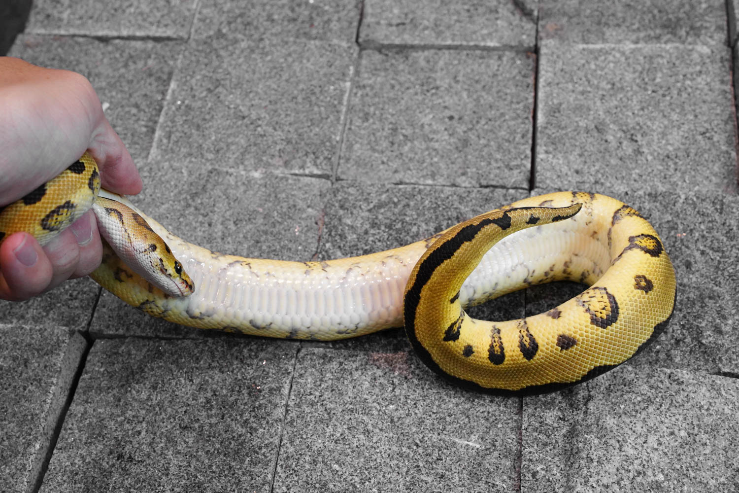 Spotnose Clown – REALITY BALL PYTHON