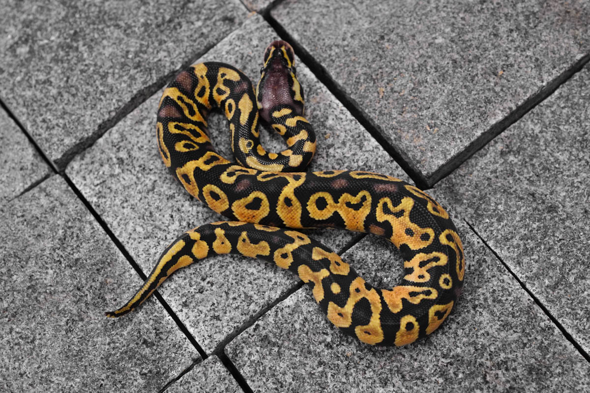 Pastel Asphalt / YB – REALITY BALL PYTHON