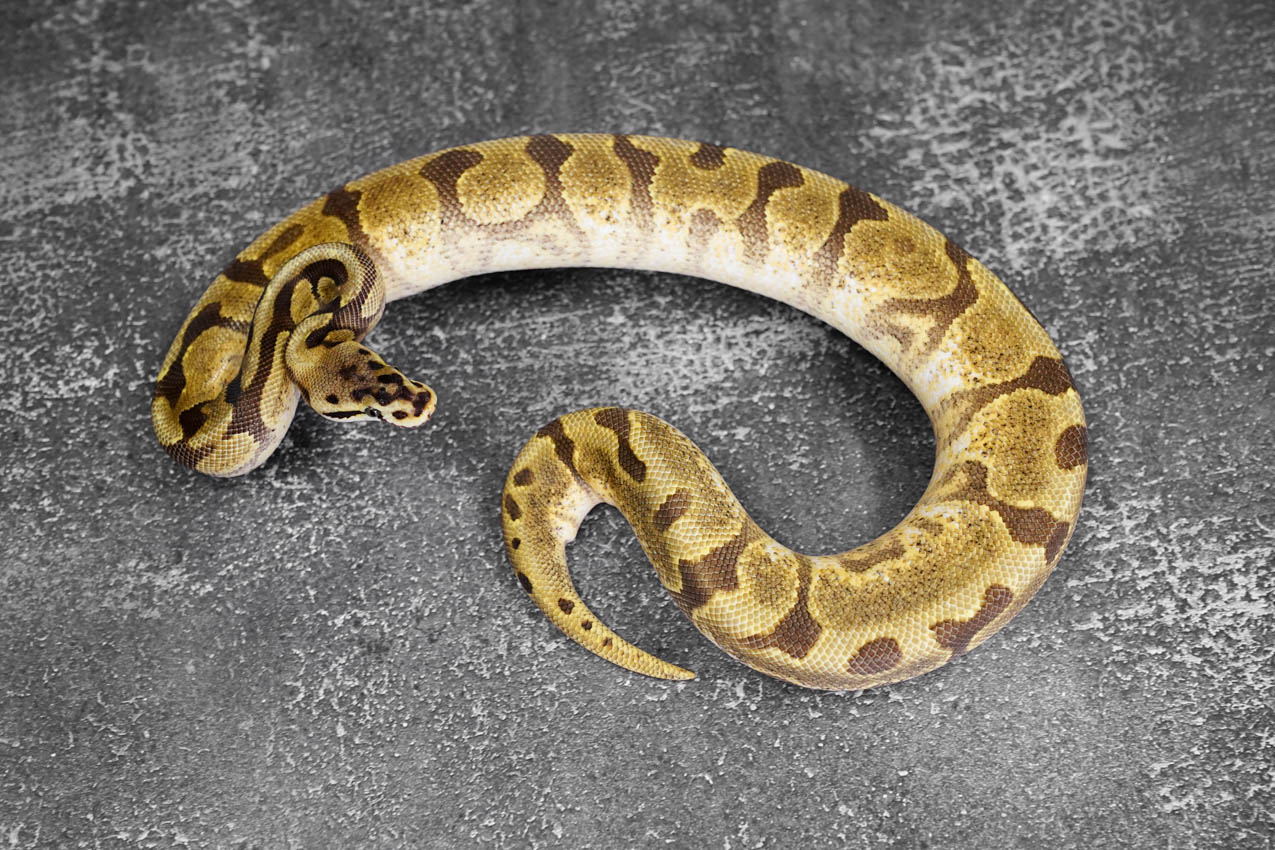 Enchi YB Jungle Woma 100% Het Clown – REALITY BALL PYTHON