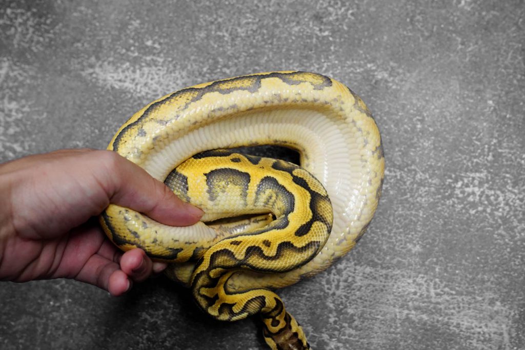 Super Pastel Puzzle – REALITY BALL PYTHON