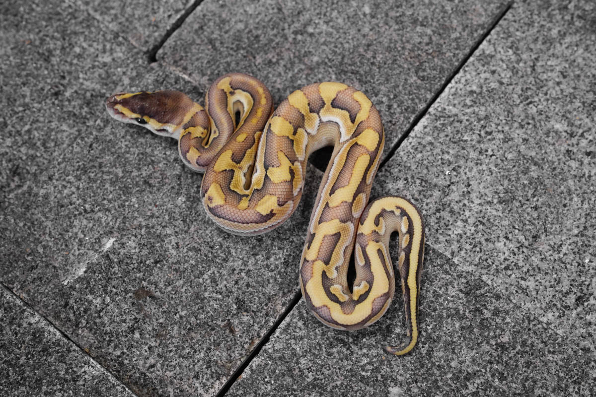Cinnamon Lesser Puzzle – REALITY BALL PYTHON