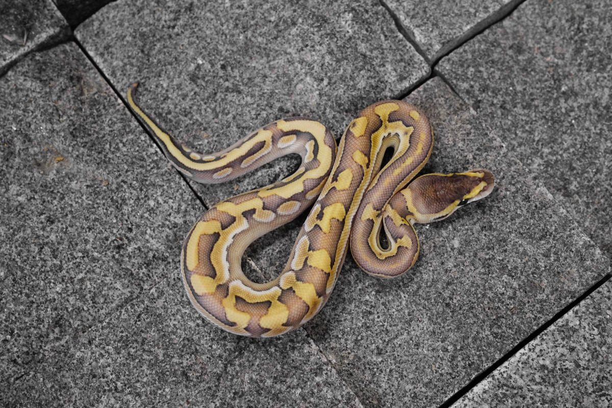 Cinnamon Lesser Puzzle – REALITY BALL PYTHON