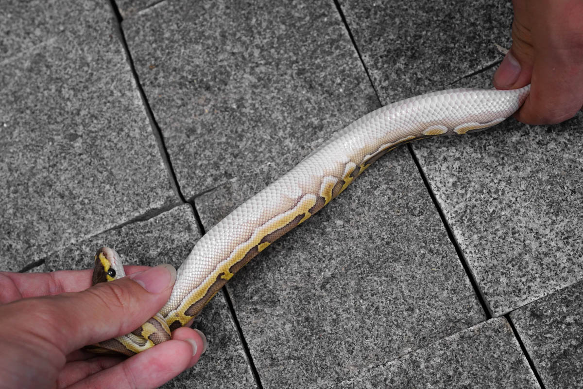 Cinnamon Lesser Puzzle – REALITY BALL PYTHON