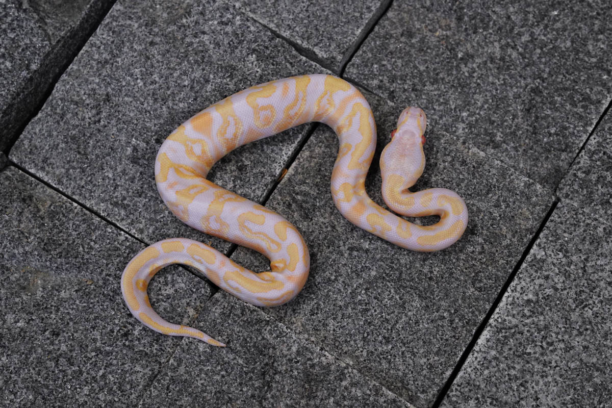 GHI Bongo Candino – REALITY BALL PYTHON