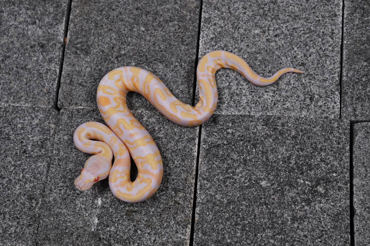 GHI Bongo Candino – REALITY BALL PYTHON