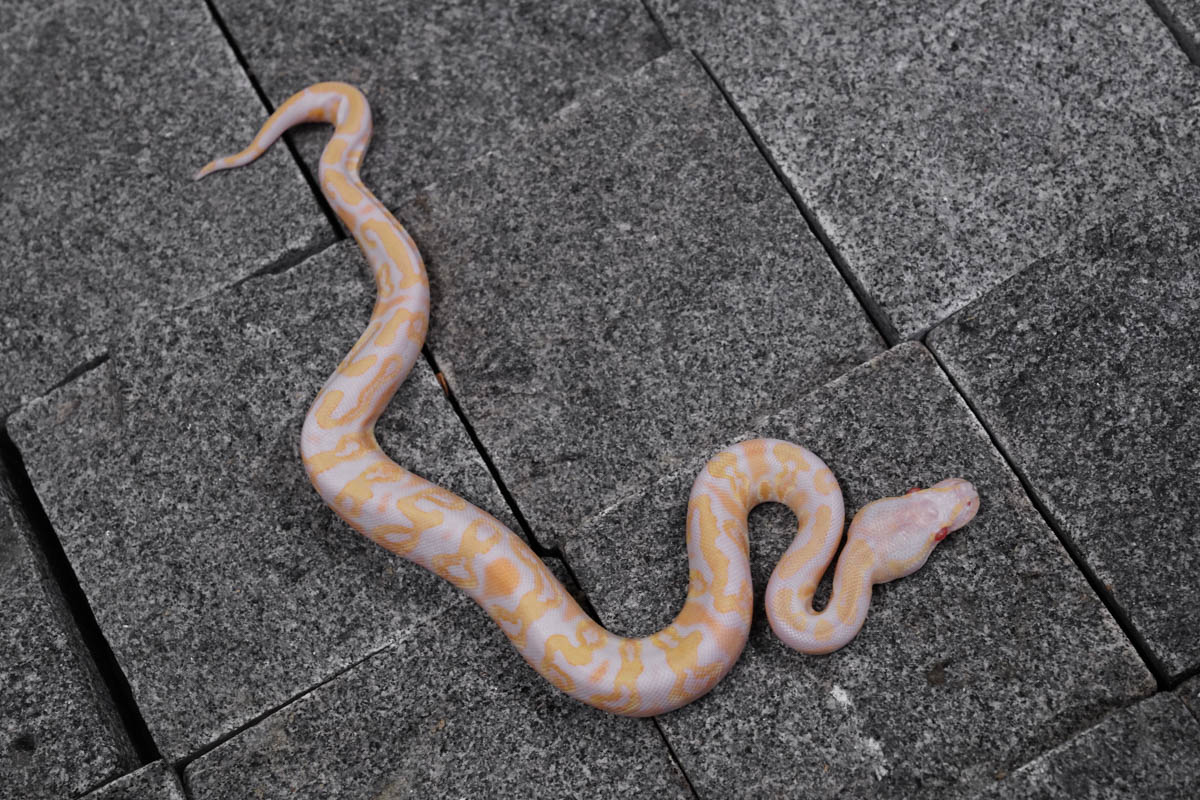 GHI Bongo Candino – REALITY BALL PYTHON