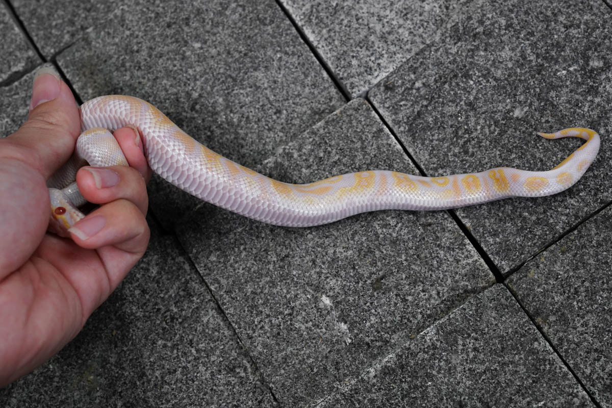 GHI Bongo Candino – REALITY BALL PYTHON