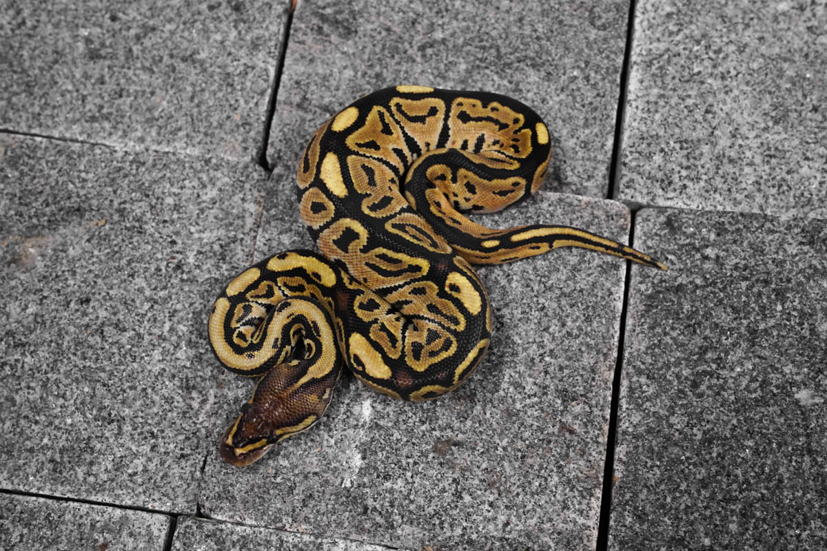 Bongo Spotnose 100% Het Candy / Albino – REALITY BALL PYTHON