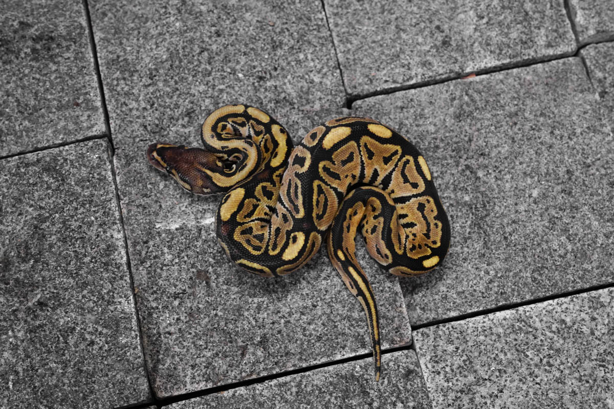 Bongo Spotnose 100% Het Candy / Albino – REALITY BALL PYTHON