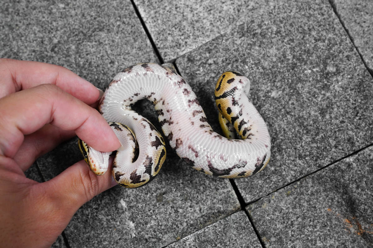 Bongo Spotnose 100% Het Candy / Albino – REALITY BALL PYTHON