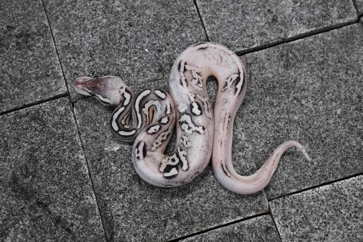 Cinnamon Fire YB Pastel 100% Het Tri Stripe – REALITY BALL PYTHON