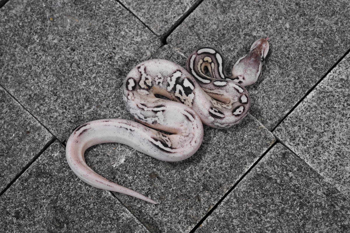 Cinnamon Fire YB Pastel 100% Het Tri Stripe – REALITY BALL PYTHON