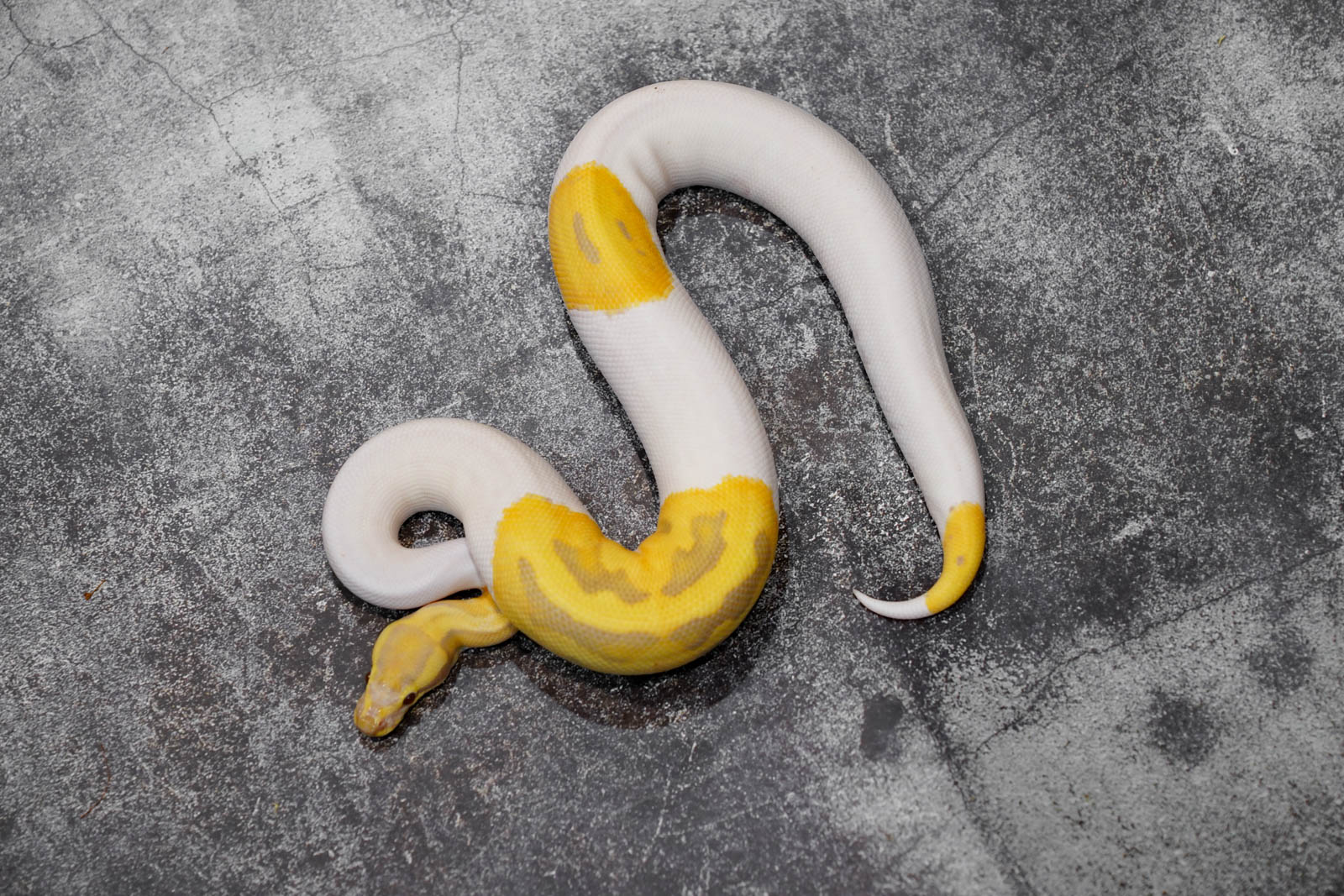 Candy Pied – REALITY BALL PYTHON