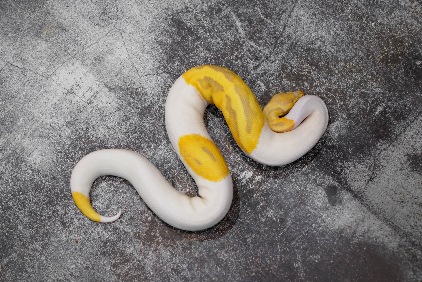 Candy Pied – REALITY BALL PYTHON