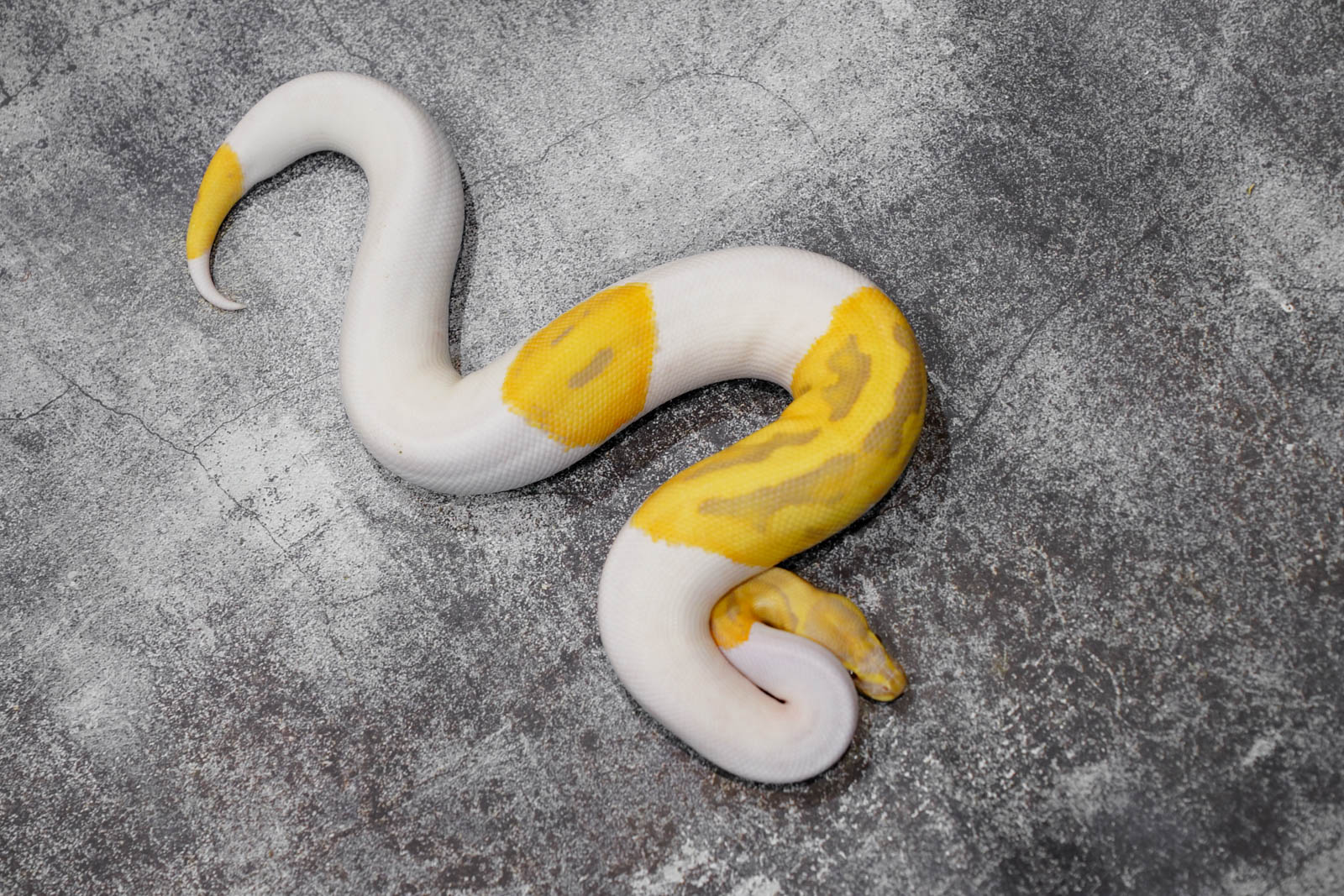 Candy Pied – REALITY BALL PYTHON