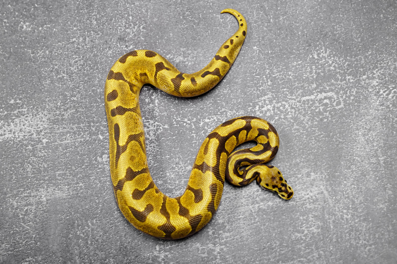 Enchi YB Jungle Woma 100% Het Clown – REALITY BALL PYTHON