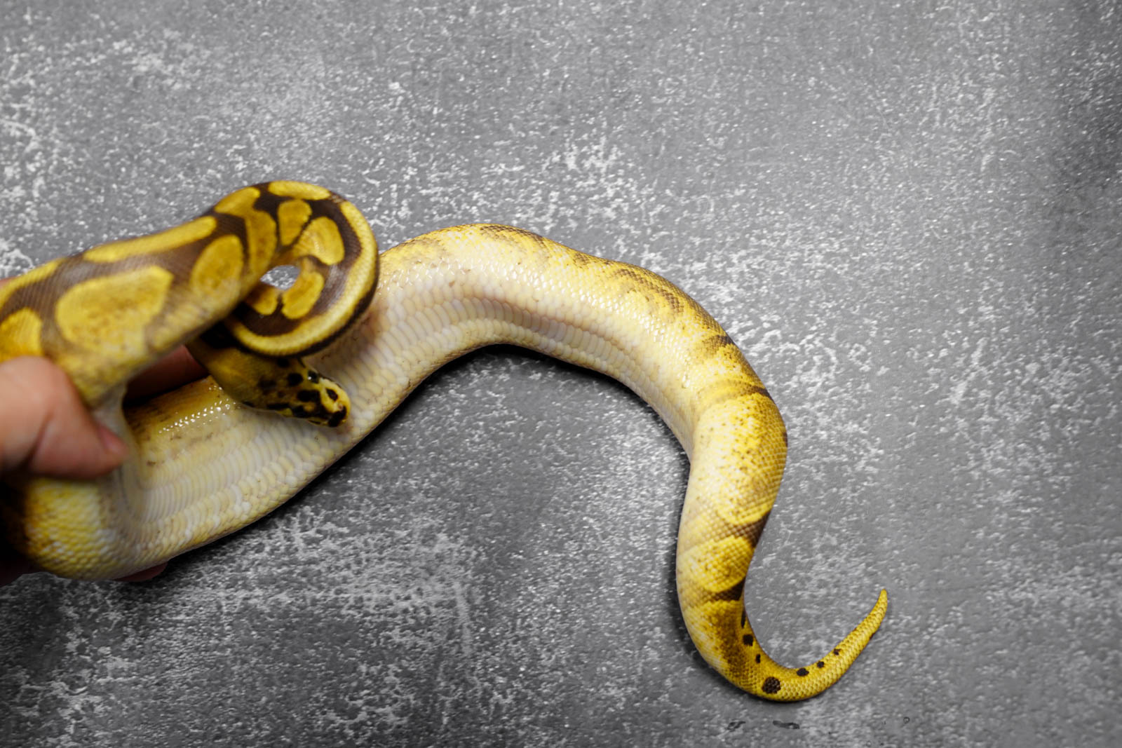 Enchi YB Jungle Woma 100% Het Clown – REALITY BALL PYTHON