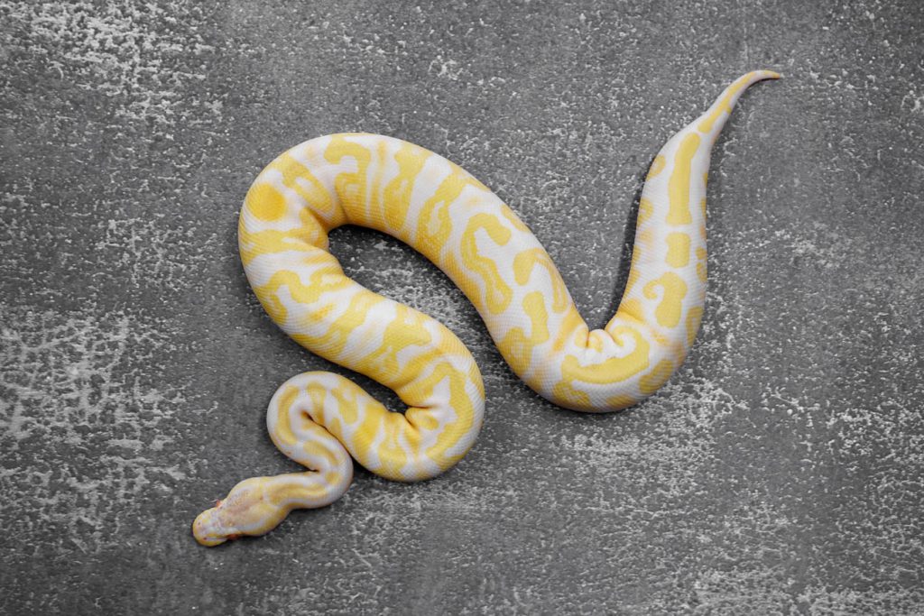 GHI Bongo Candino – REALITY BALL PYTHON