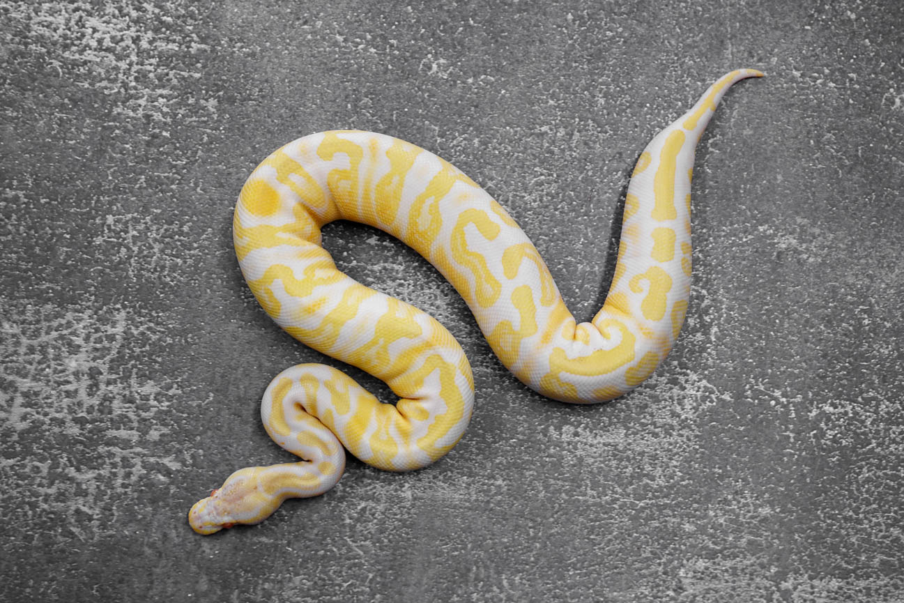 GHI Bongo Candino – REALITY BALL PYTHON