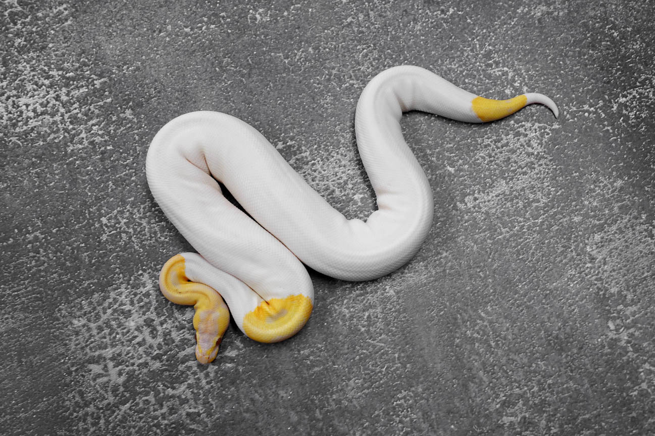 Candino Pied – REALITY BALL PYTHON