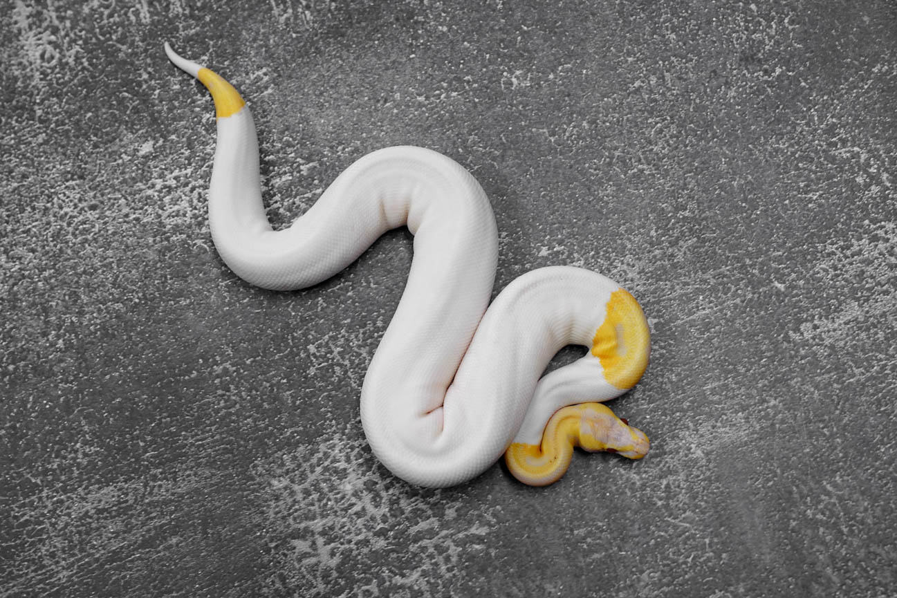Candino Pied – REALITY BALL PYTHON