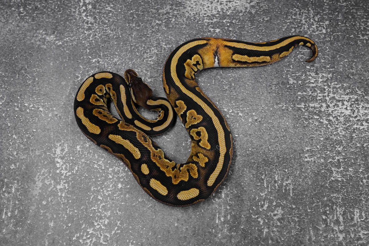 Cinnamon Leopard Chocolate – REALITY BALL PYTHON