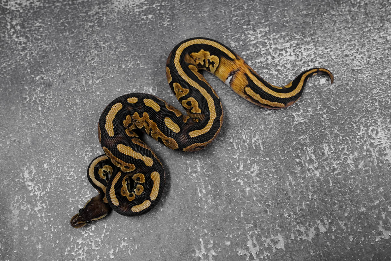 Cinnamon Leopard Chocolate – REALITY BALL PYTHON