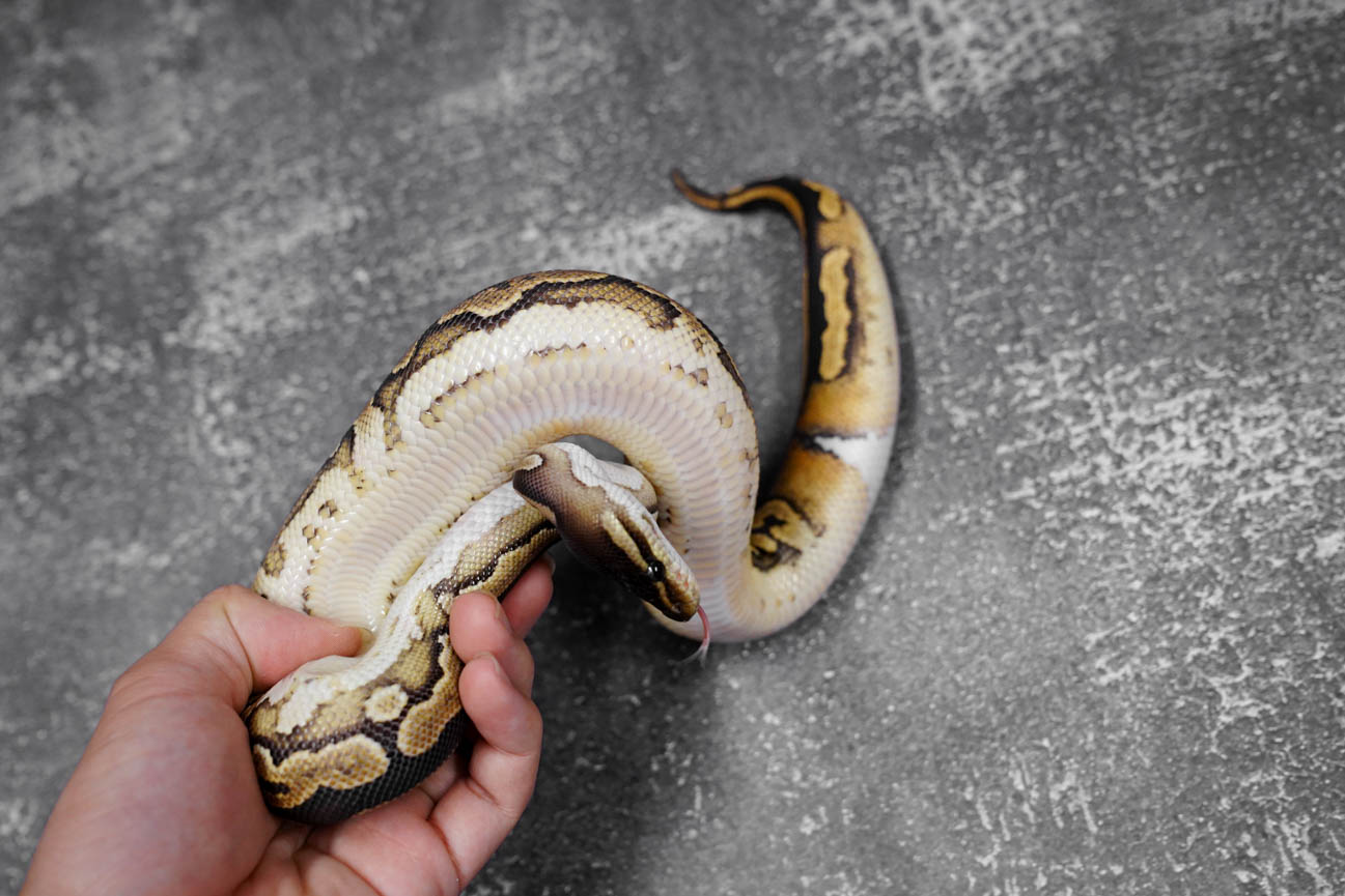 Cinnamon Leopard Chocolate – REALITY BALL PYTHON